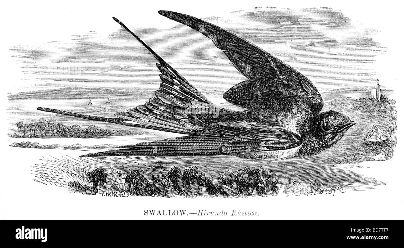 Hand swallow Black and White Stock Photos & Images - Alamy