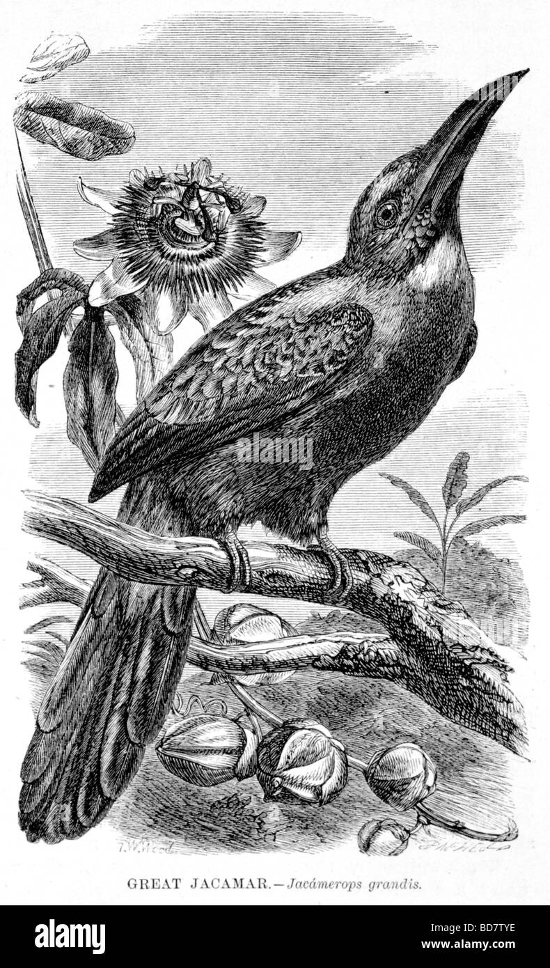 great jacamar jacamerops grandis Stock Photo - Alamy