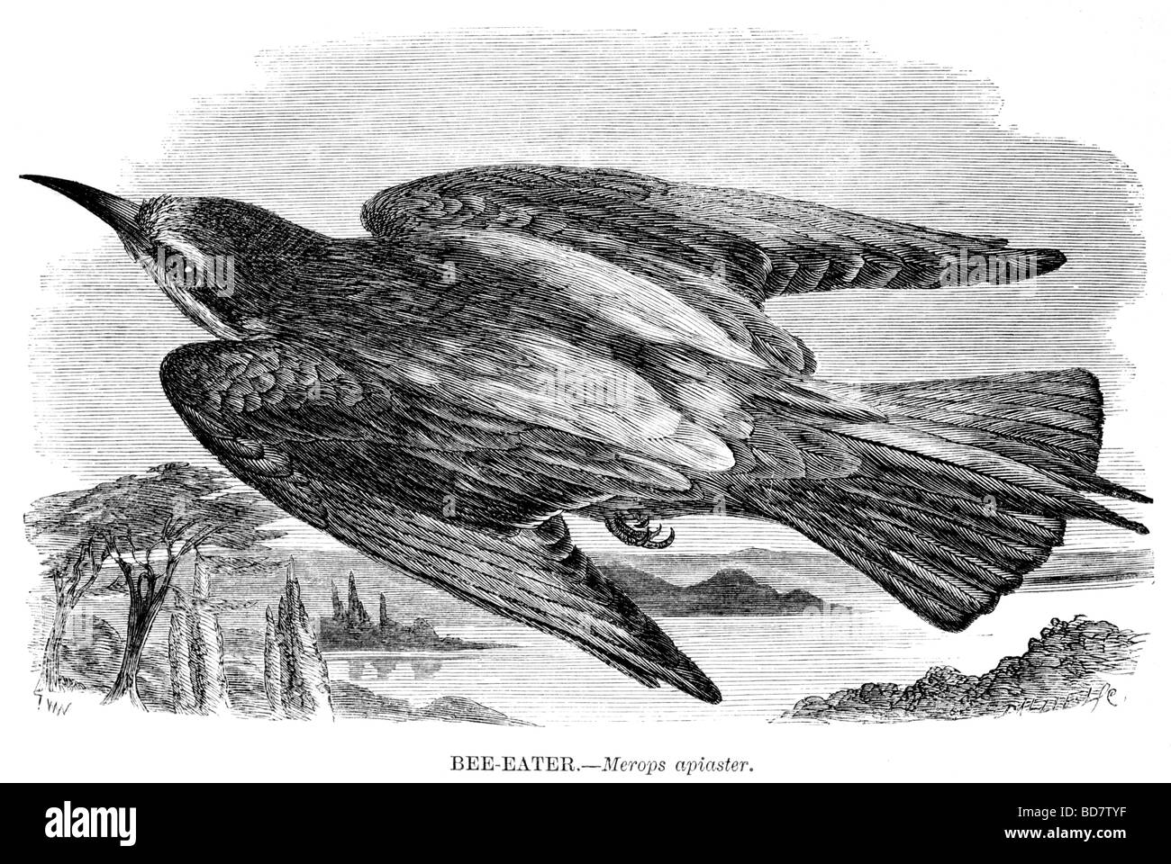 Bee eater Black and White Stock Photos & Images - Alamy