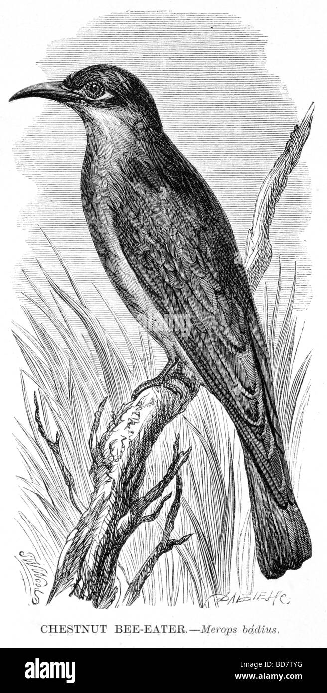 Bee eater Black and White Stock Photos & Images - Alamy