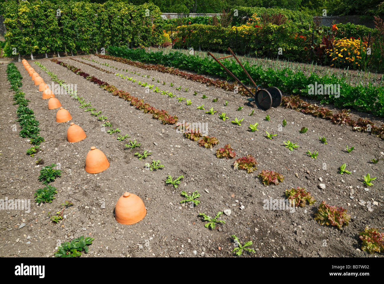 Neat vegetable garden. England, UK Stock Photo - Alamy