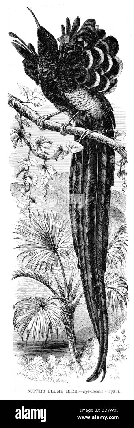 Epimachus hi-res stock photography and images - Alamy