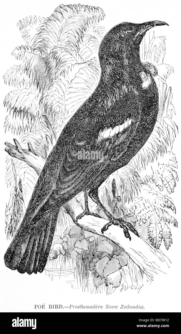 Poe bird hi-res stock photography and images - Alamy