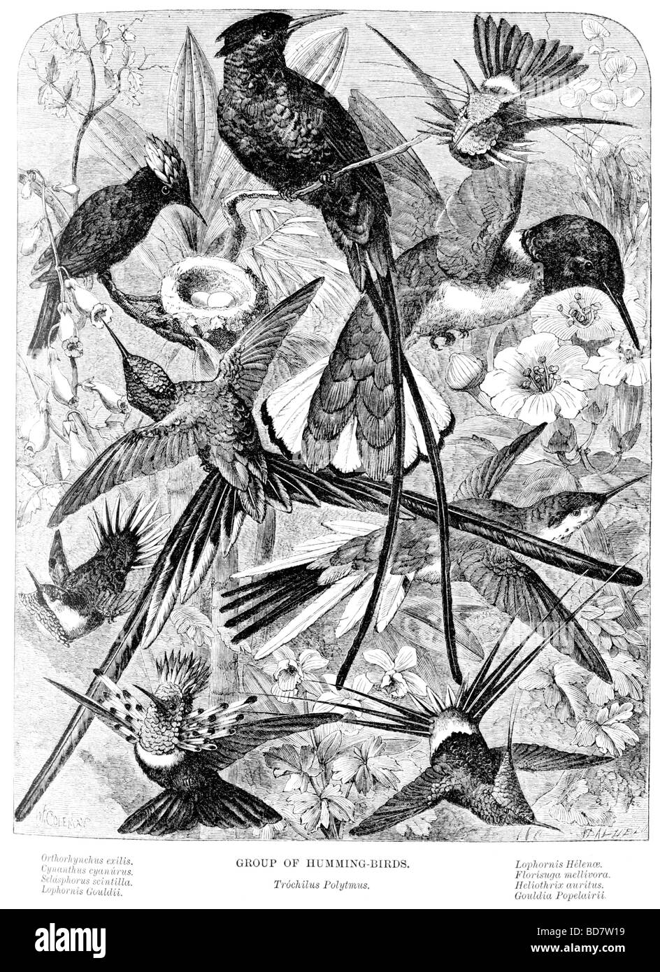 humming birds trochilus polytmus Stock Photo - Alamy