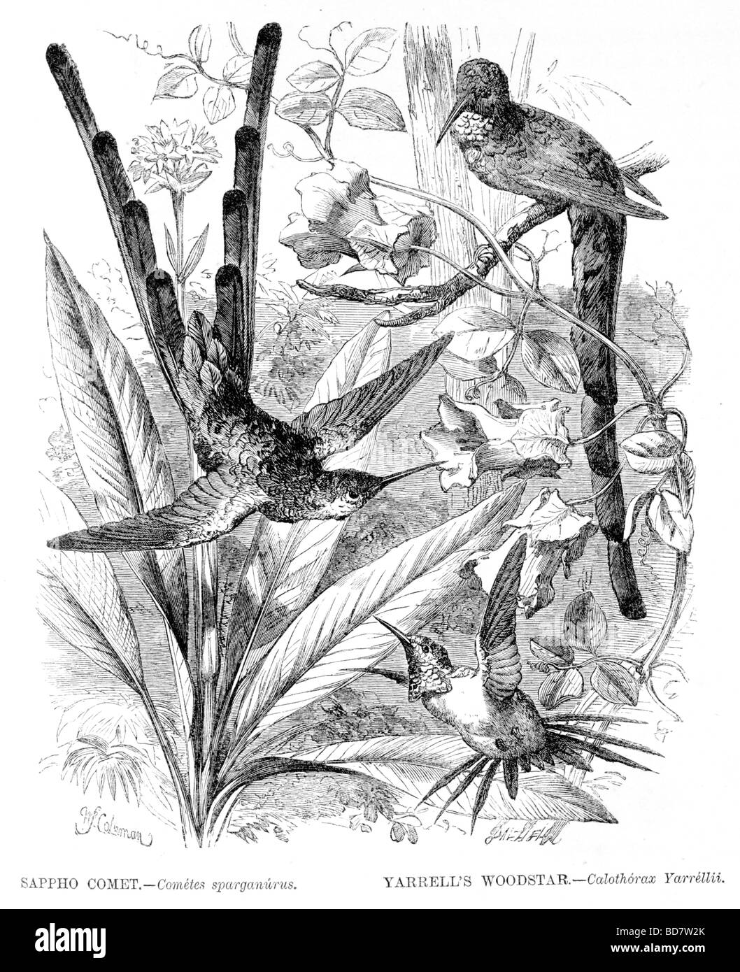 Portrait sappho hi-res stock photography and images - Alamy