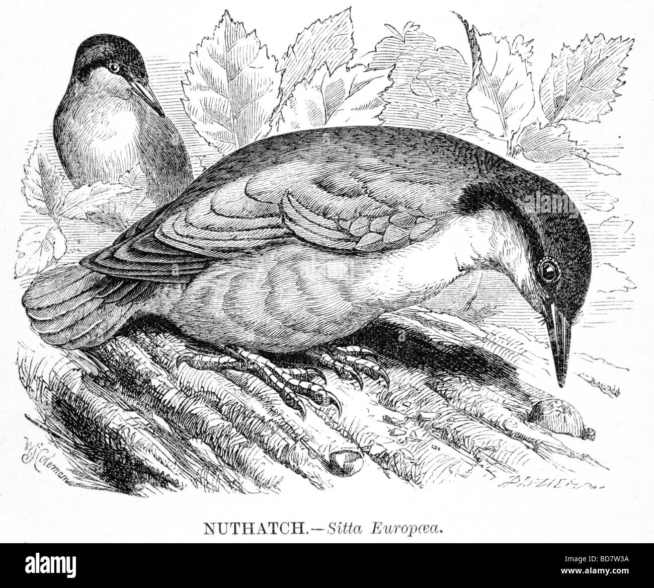 Nuthatch illustration hi-res stock photography and images - Alamy