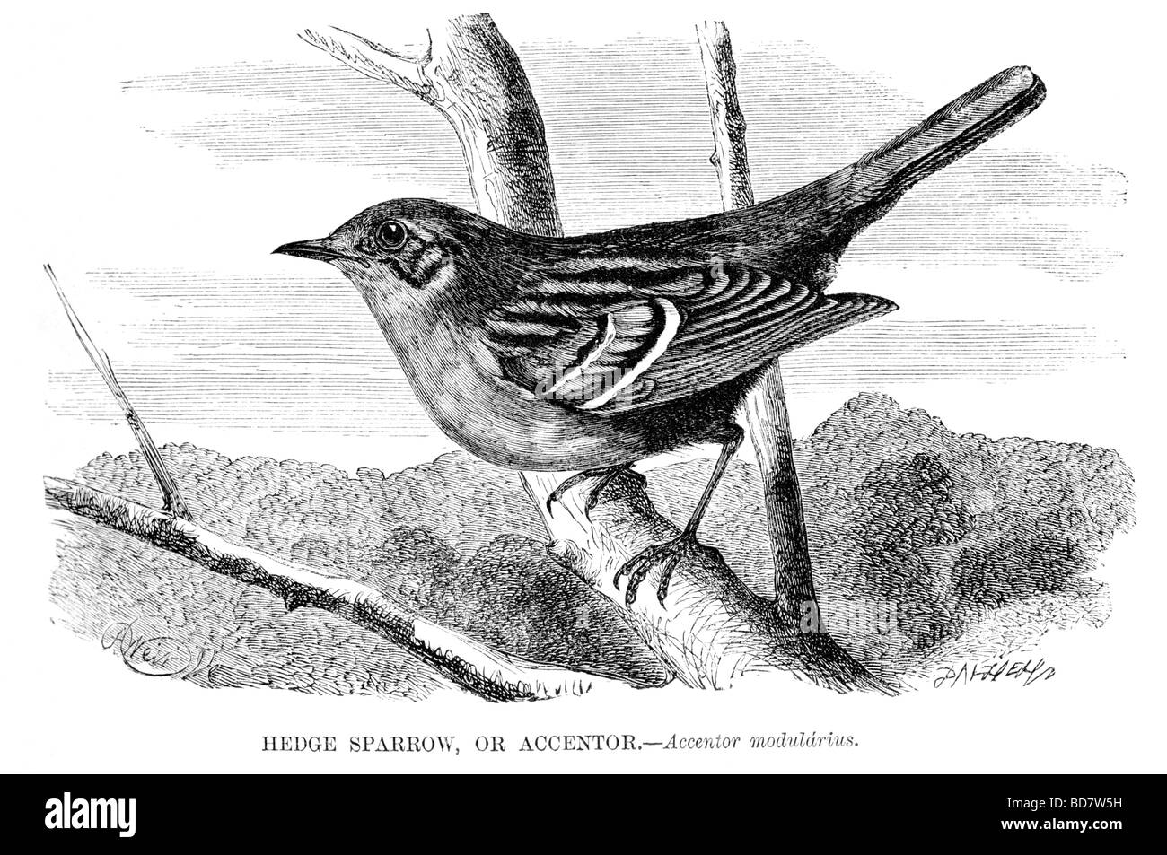 Hedge book Black and White Stock Photos & Images - Alamy