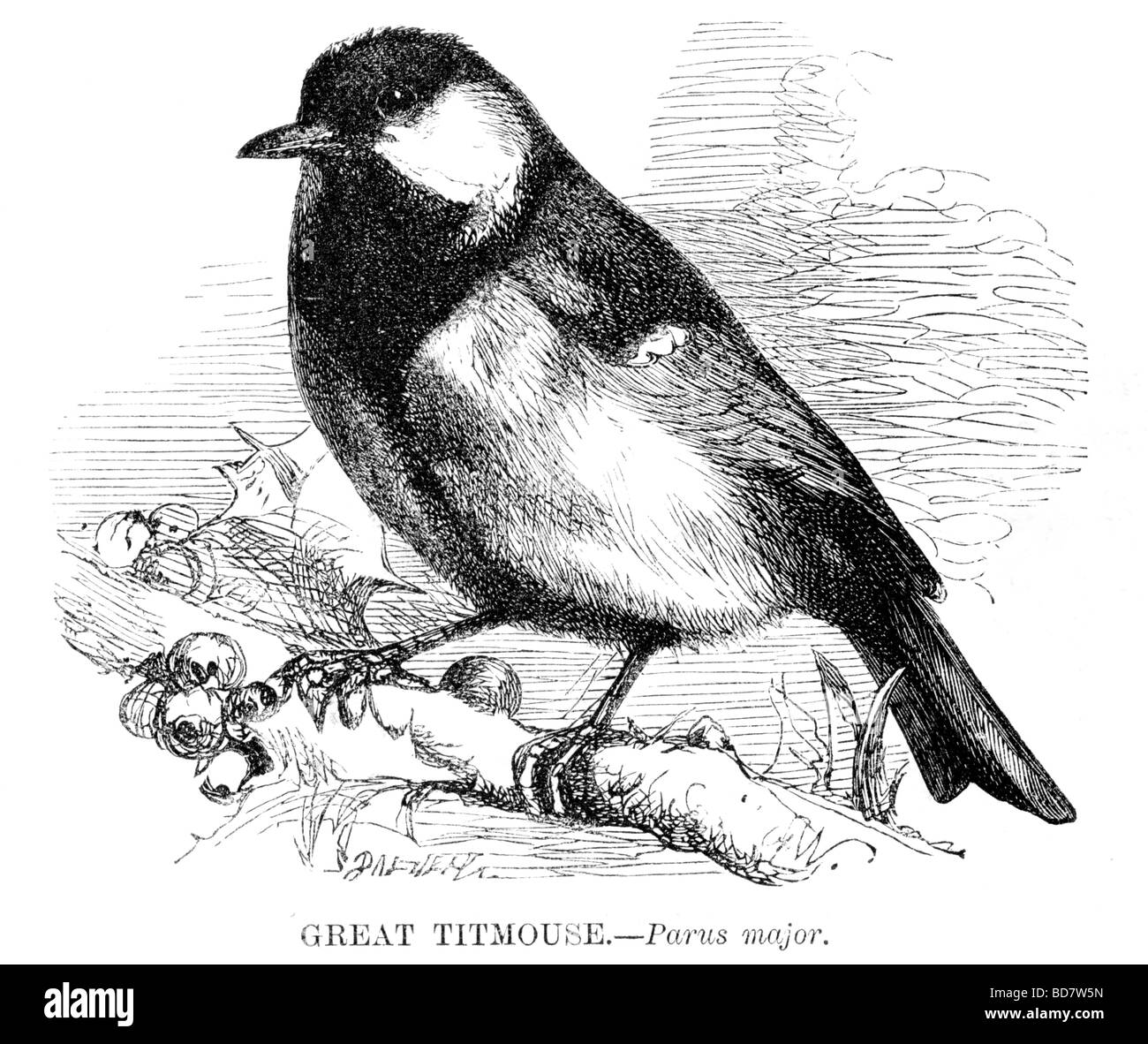 Great titmouse hi-res stock photography and images - Alamy