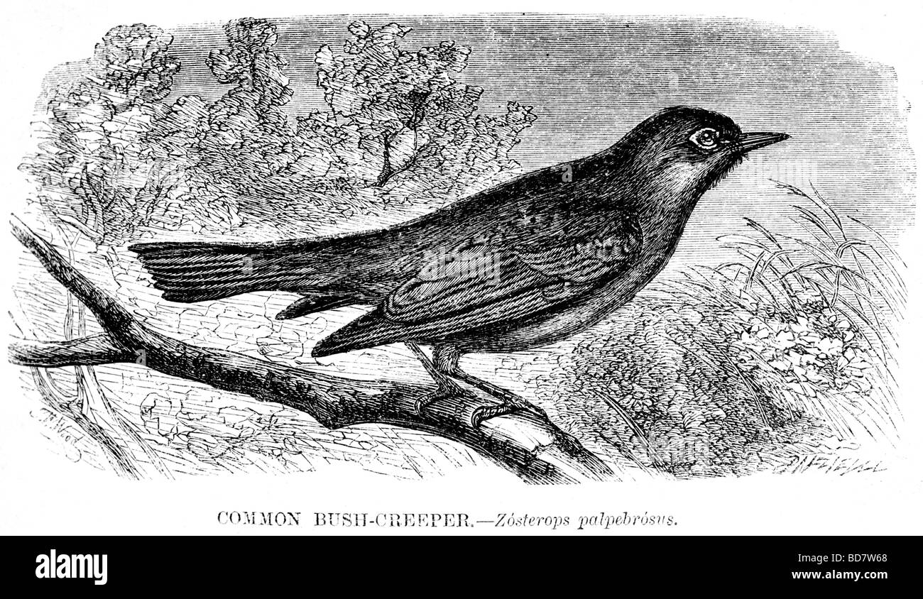 common bush creeper zosterops palpebrosus Stock Photo - Alamy