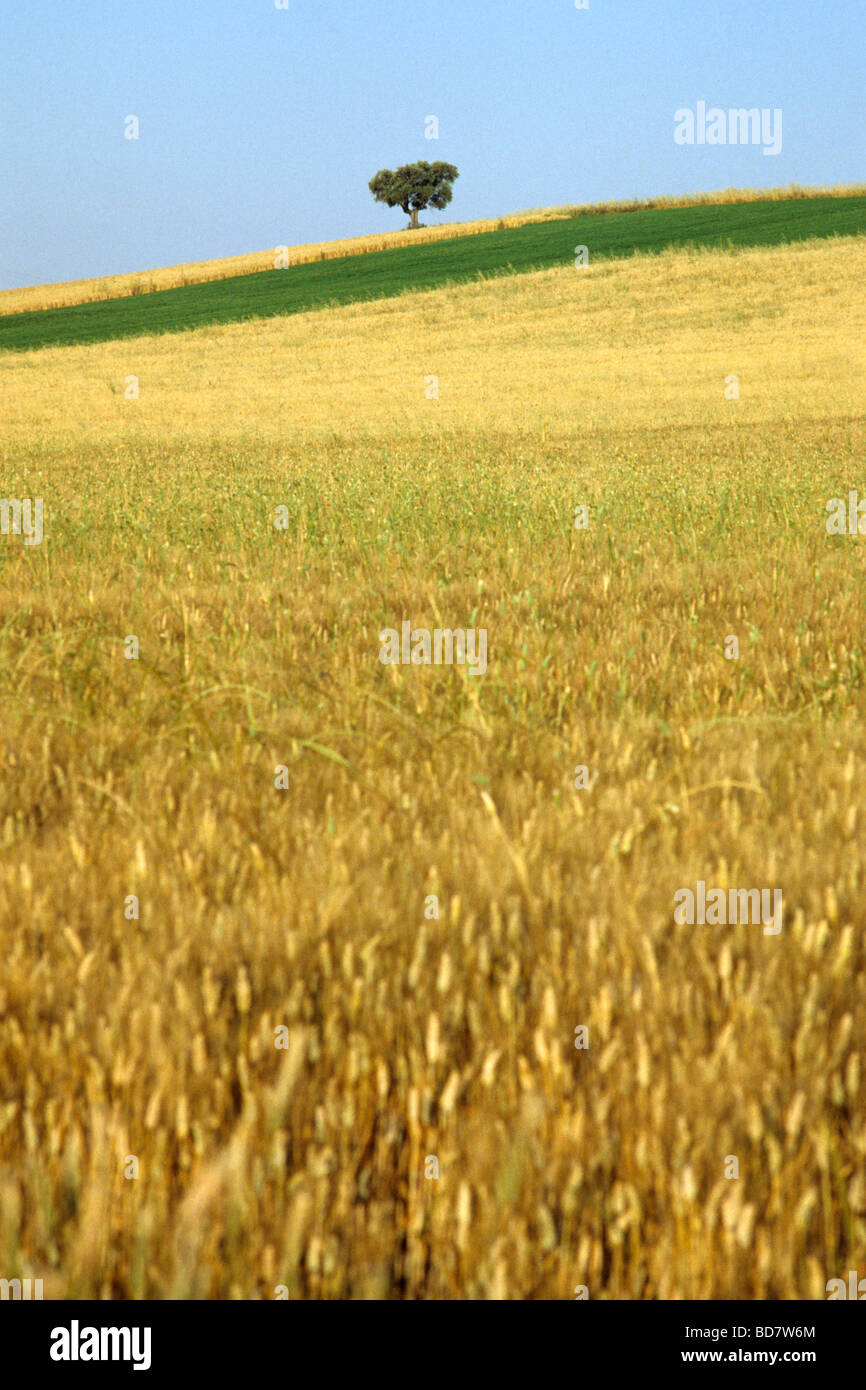 Sienese landscape Siena Italy Stock Photo - Alamy
