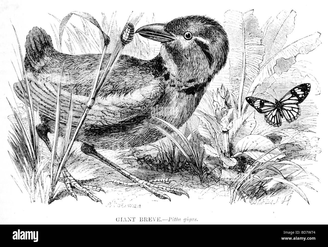 With pitta Black and White Stock Photos & Images - Alamy