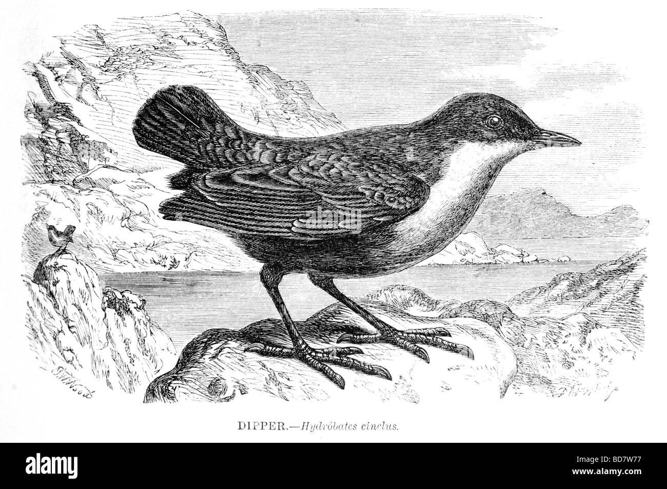 dipper hydrobates cinclus Stock Photo - Alamy