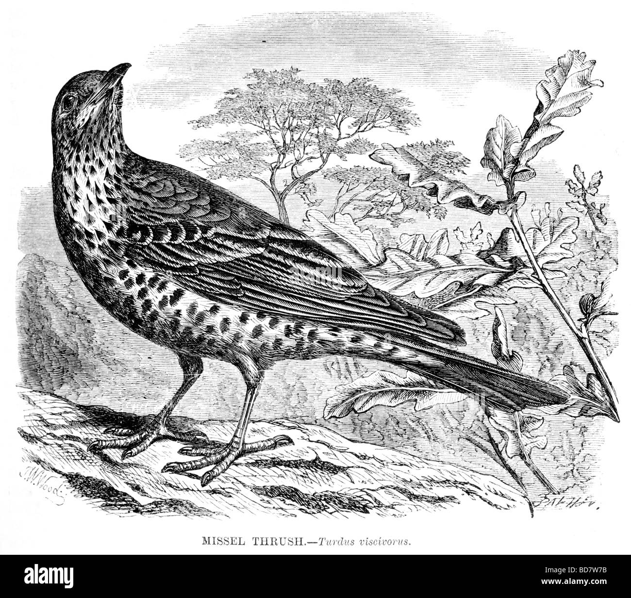 Thrush Bird Drawing