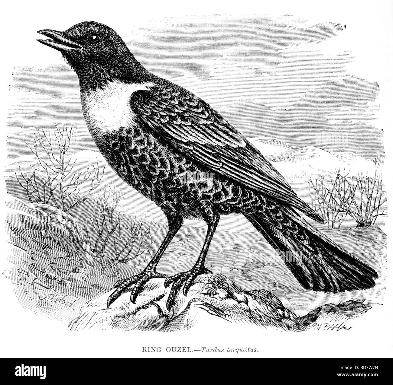 Ring ouzel Black and White Stock Photos & Images - Alamy