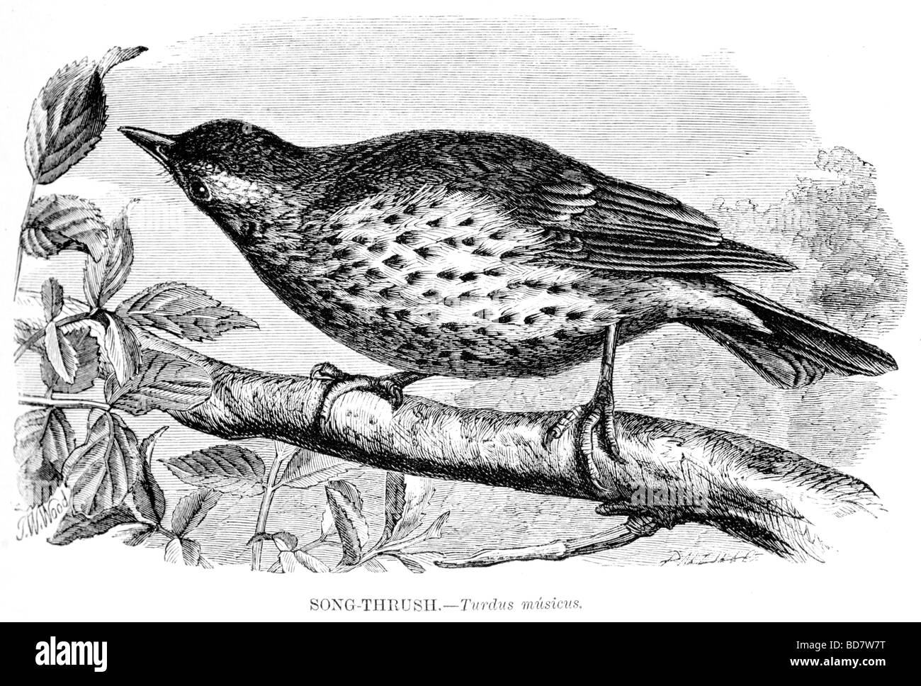 Thrush drawing hi-res stock photography and images - Alamy
