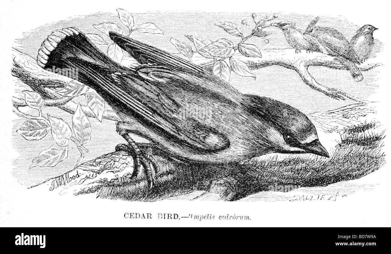 cedar bird ampelis cedrorum waxwing bird Stock Photo - Alamy