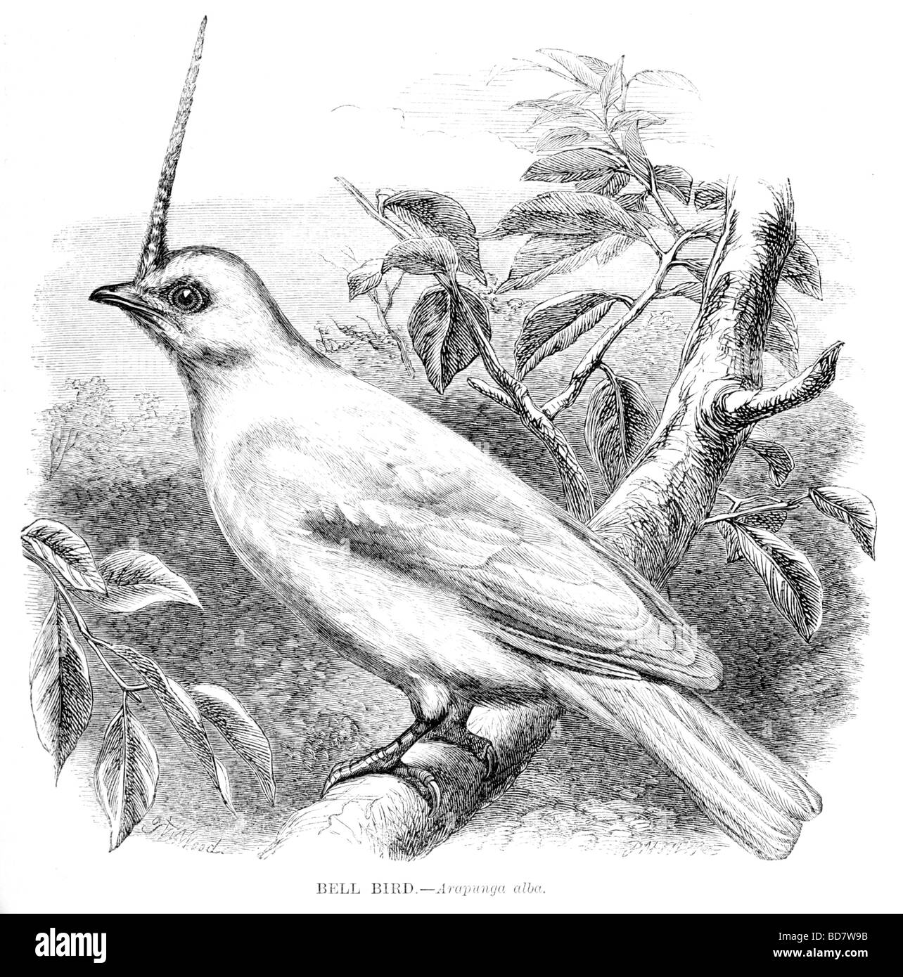 bell bird arapunga alba birds tropical Stock Photo - Alamy