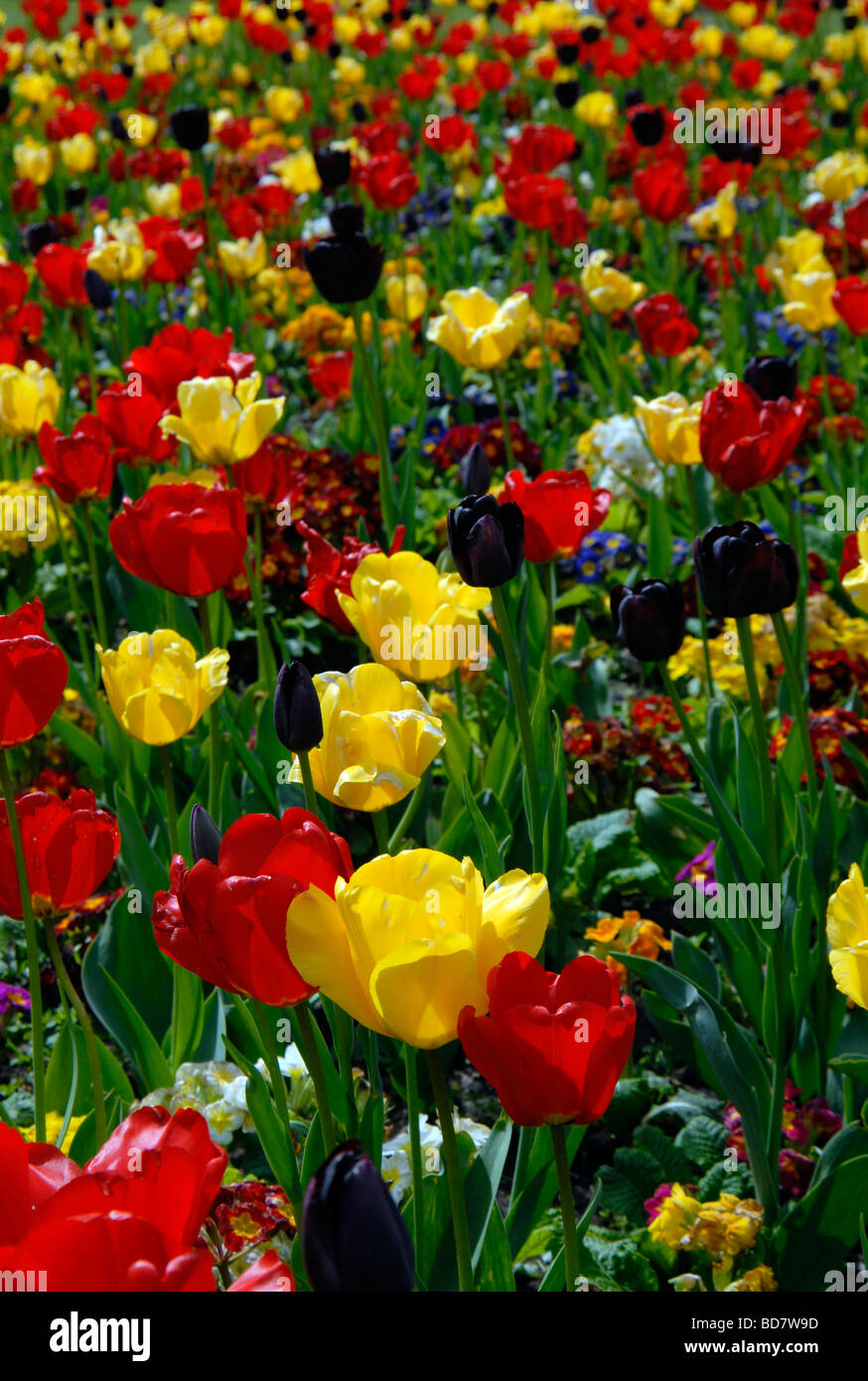 Tulip spring sunshine hi-res stock photography and images - Alamy