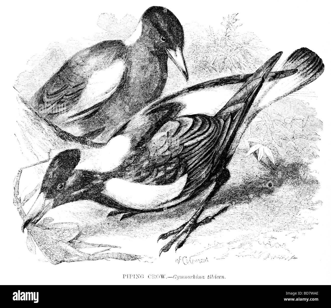 Corvus typicus hi-res stock photography and images - Alamy