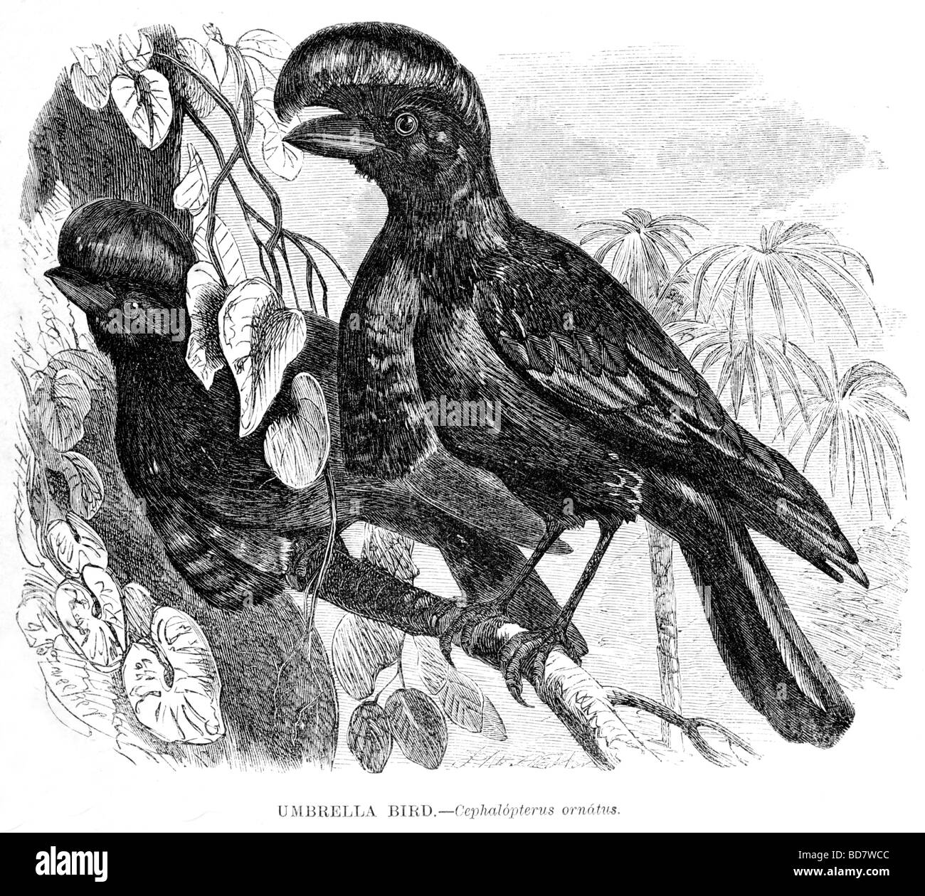 umbrella bird cephalopterus ornatus Stock Photo - Alamy