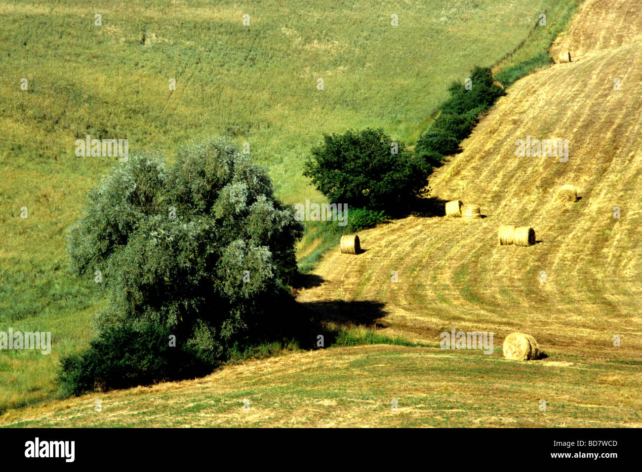 Sienese landscape Siena Italy Stock Photo - Alamy