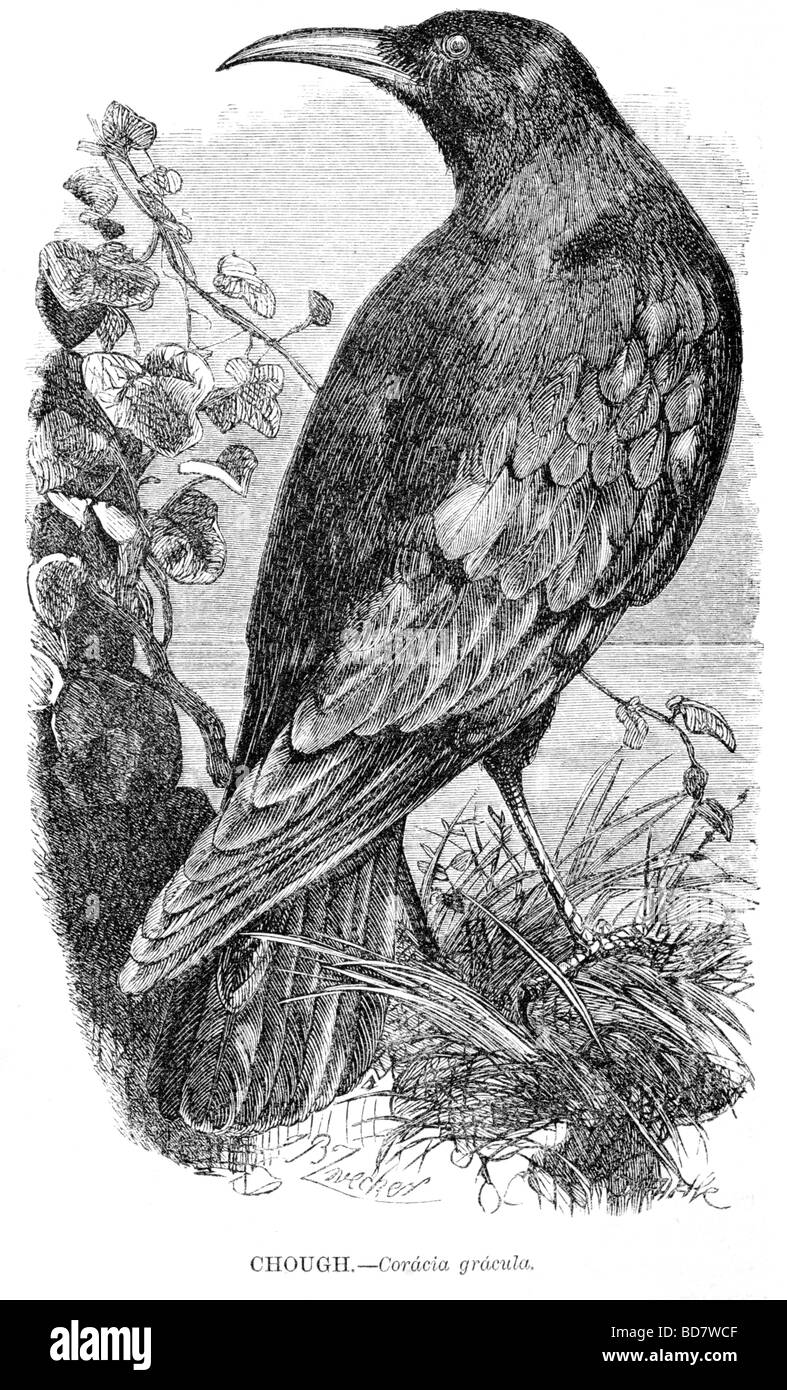 Chough illustration hi-res stock photography and images - Alamy