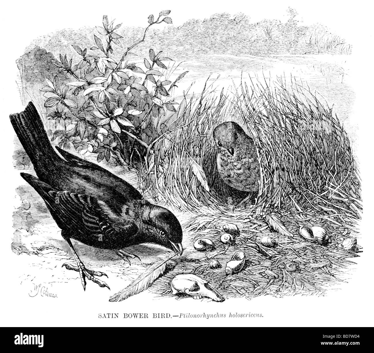 satin bower bird ptilonorhynchus holosericeus Stock Photo - Alamy