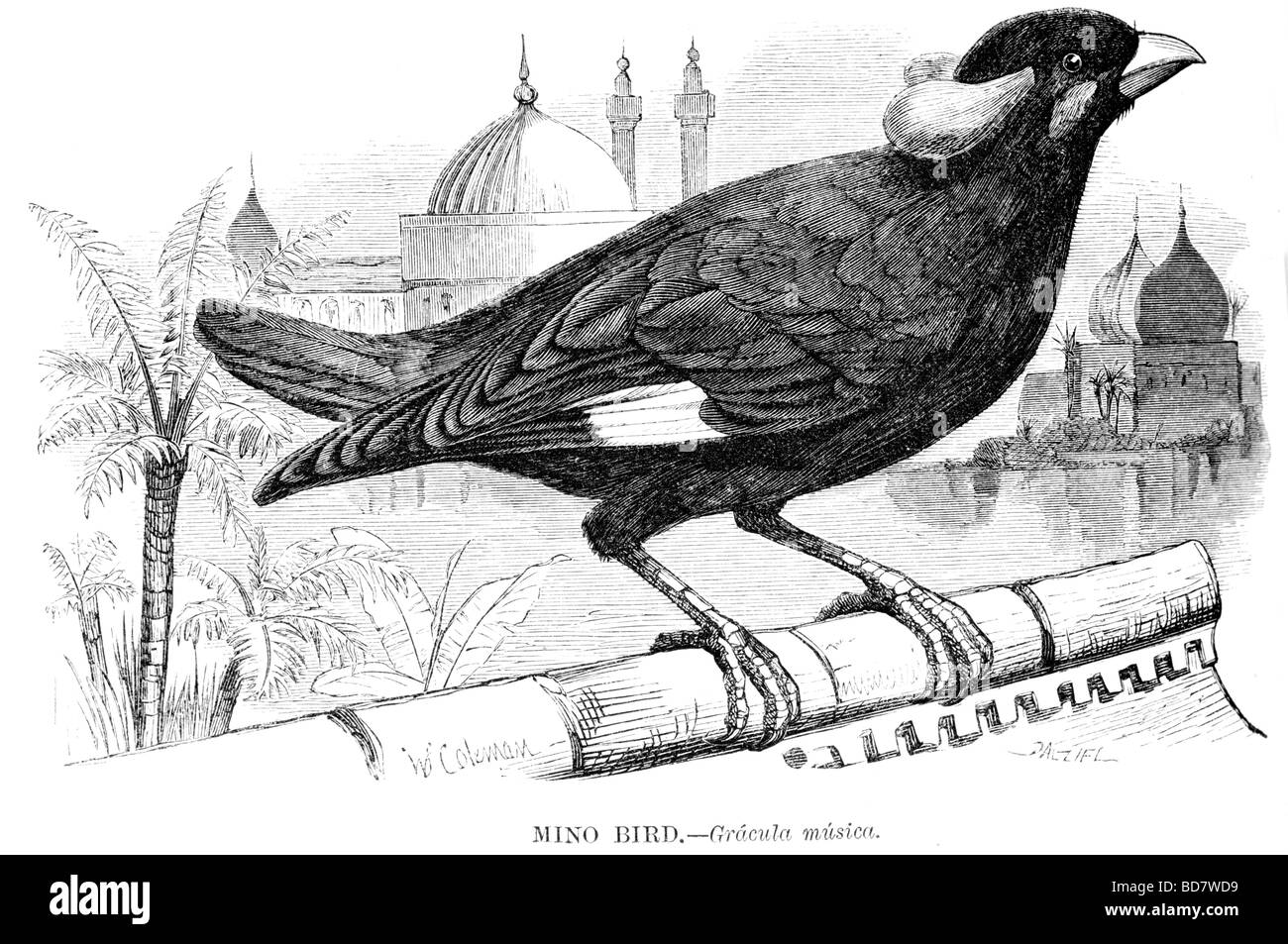 Mino bird hi-res stock photography and images - Alamy