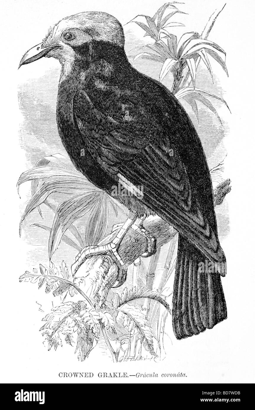 crowmned grakle gracula coronata Stock Photo - Alamy