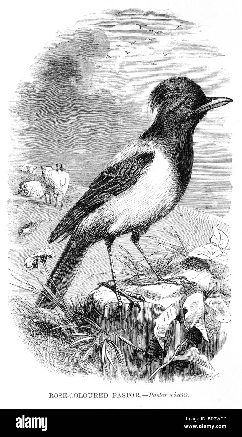 rose coloured pastor pastor roseus bird Stock Photo - Alamy