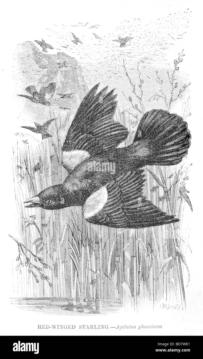 Vintage illustration drawing starling bird hi-res stock photography and ...