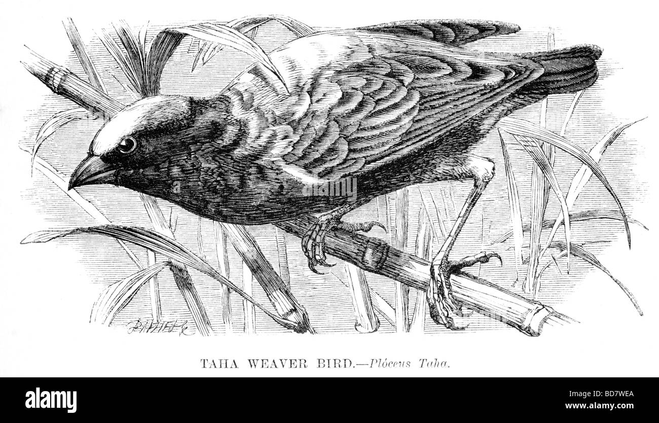 Taha weaver birds hi-res stock photography and images - Alamy