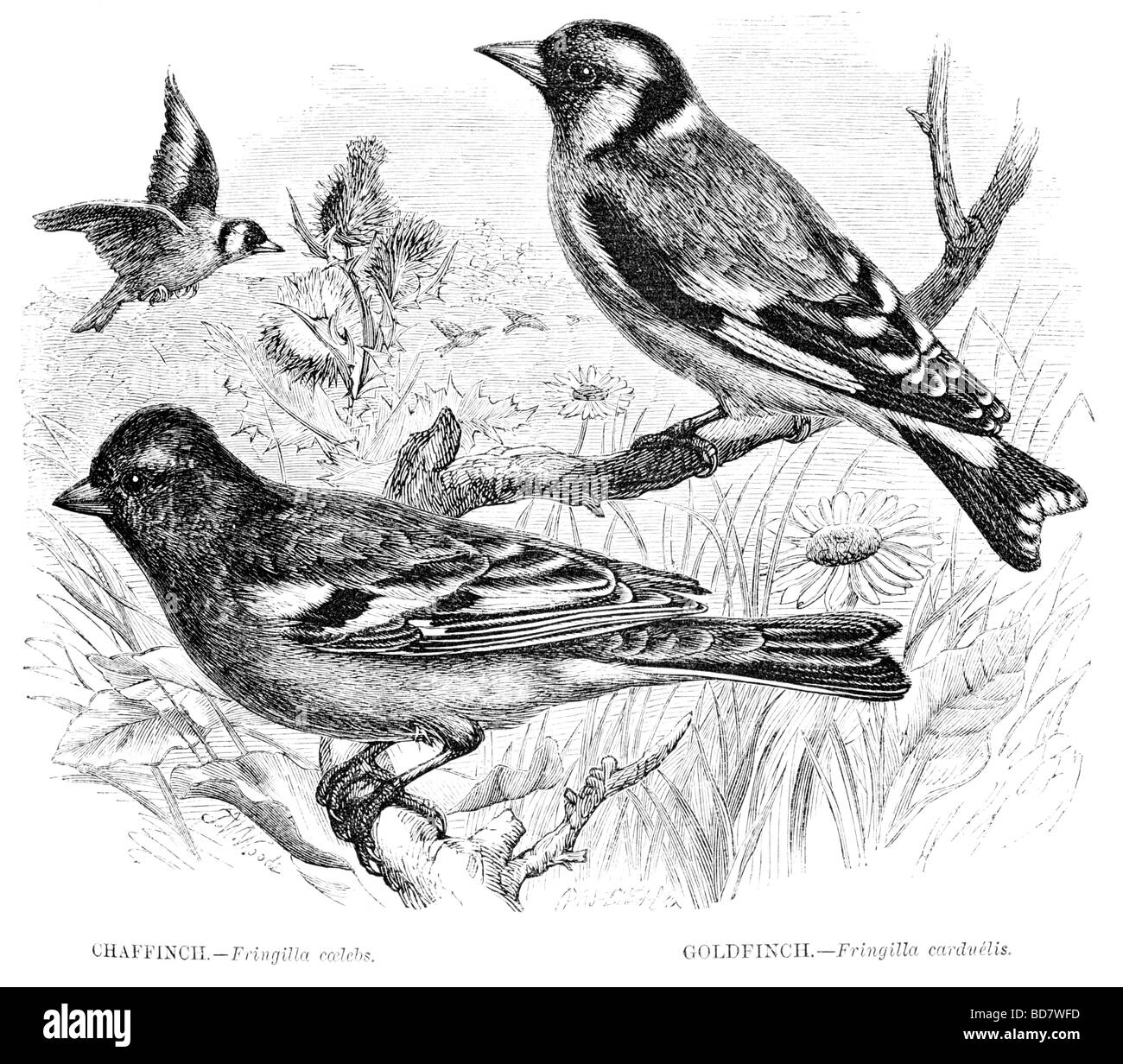 Goldfinch drawing hi-res stock photography and images - Alamy