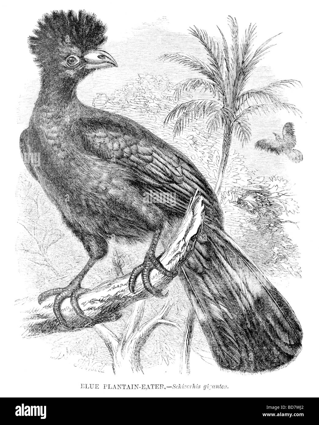 blue plantain eater schizorhis gigantea Stock Photo - Alamy