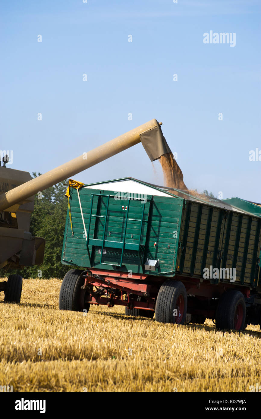 Loading wheat into trailer hi-res stock photography and images - Alamy