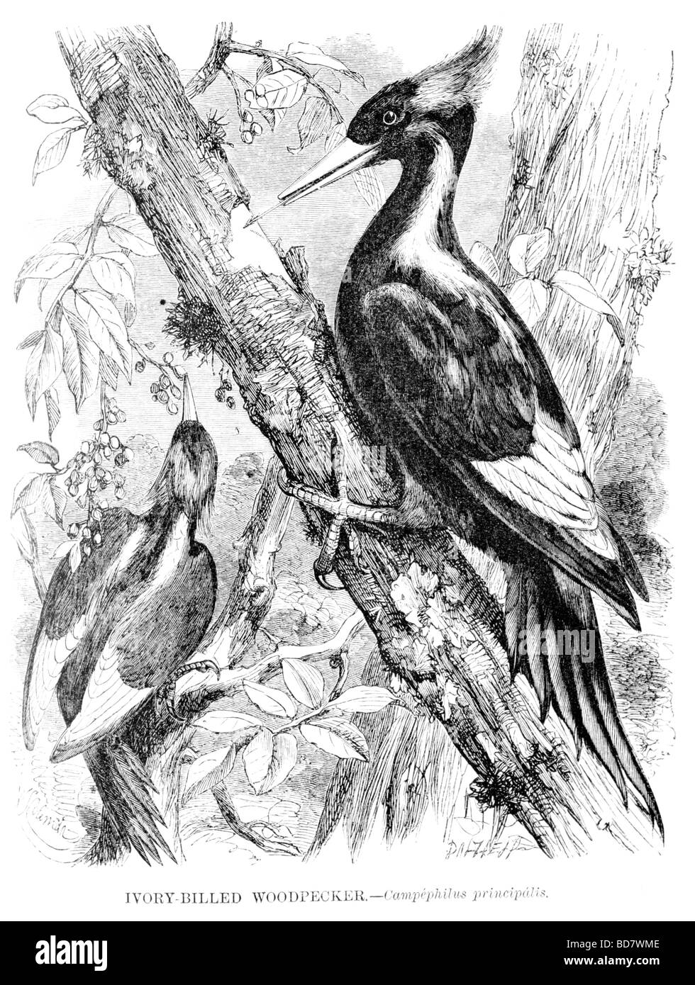 Ivory billed woodpecker hi-res stock photography and images - Alamy