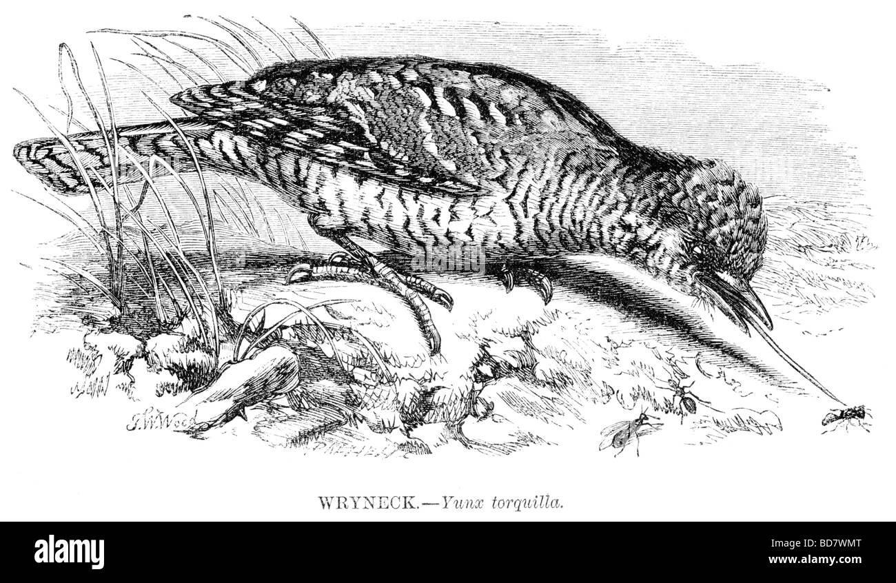 Woodpeckers birds woodpecker Black and White Stock Photos & Images - Alamy