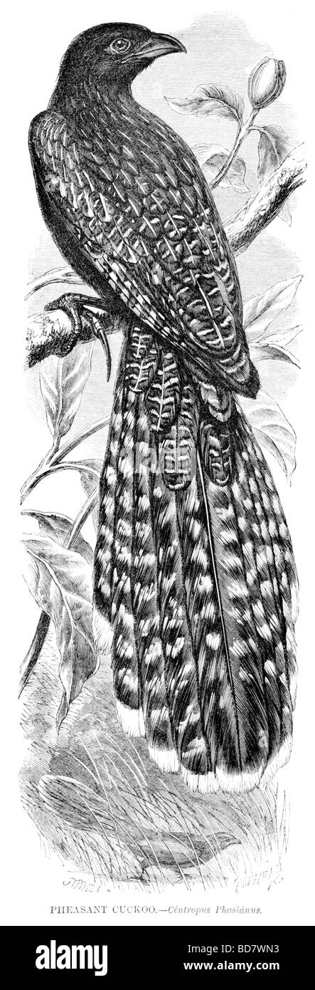 Pheasant cuckoo hi-res stock photography and images - Alamy