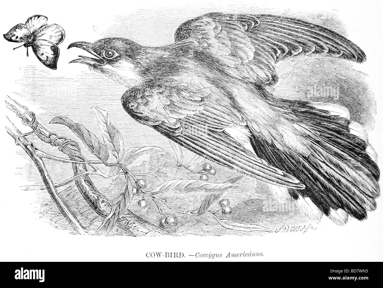 Cow with wings hi-res stock photography and images - Alamy