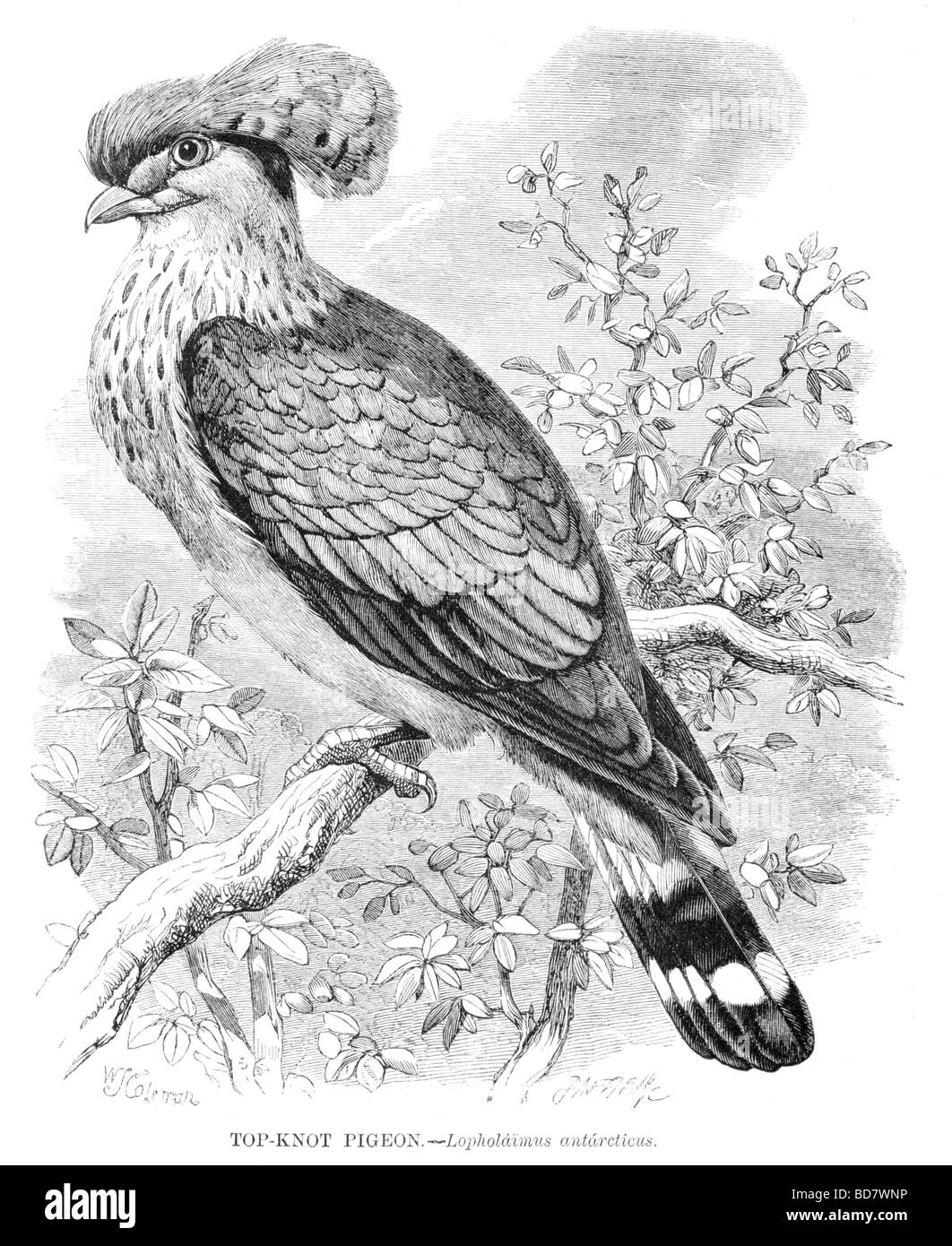 top knot pigeon lopholaimus antarcticus Stock Photo - Alamy