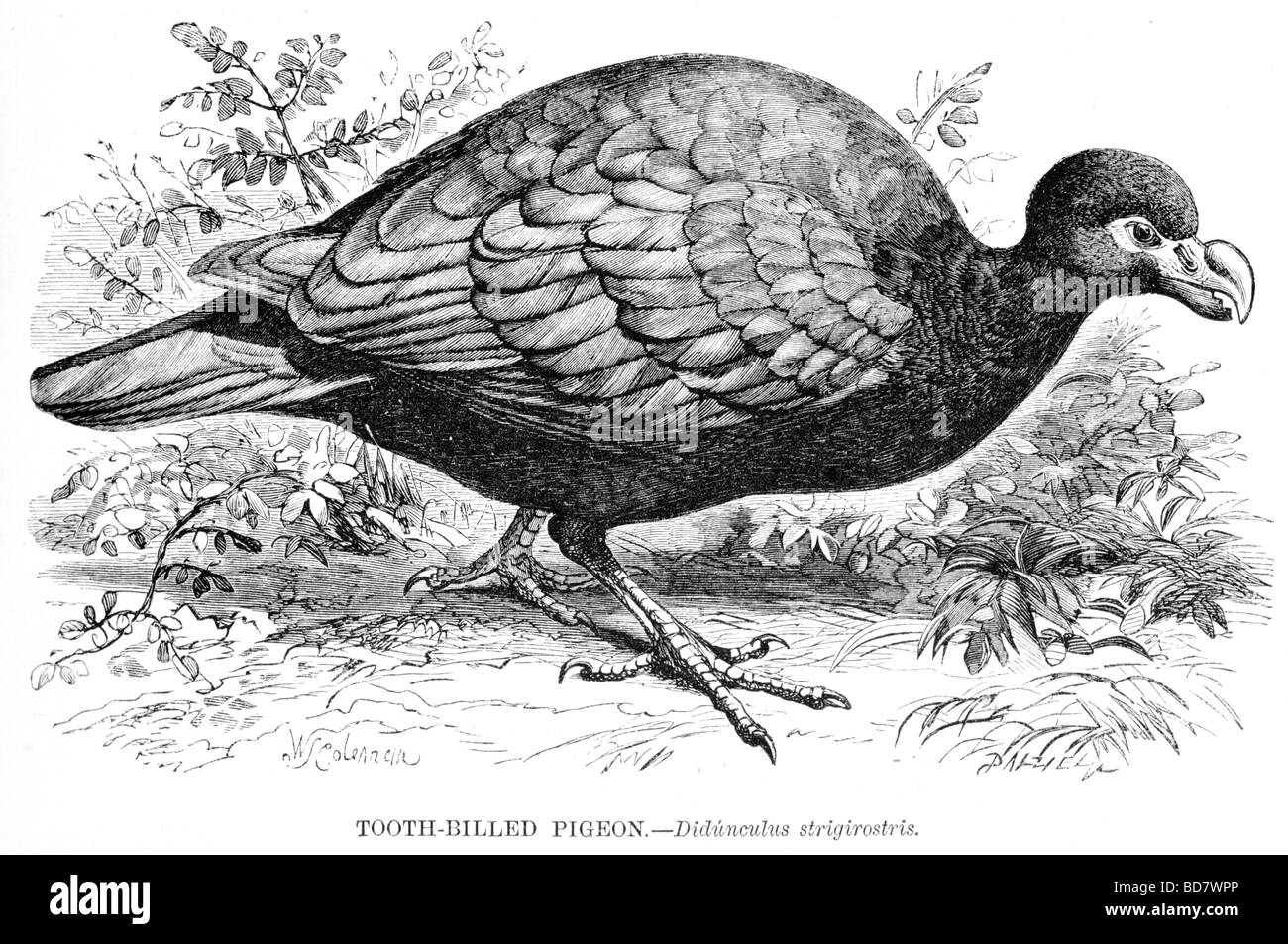 tooth billed pigeon didunculus strigirostris Stock Photo - Alamy