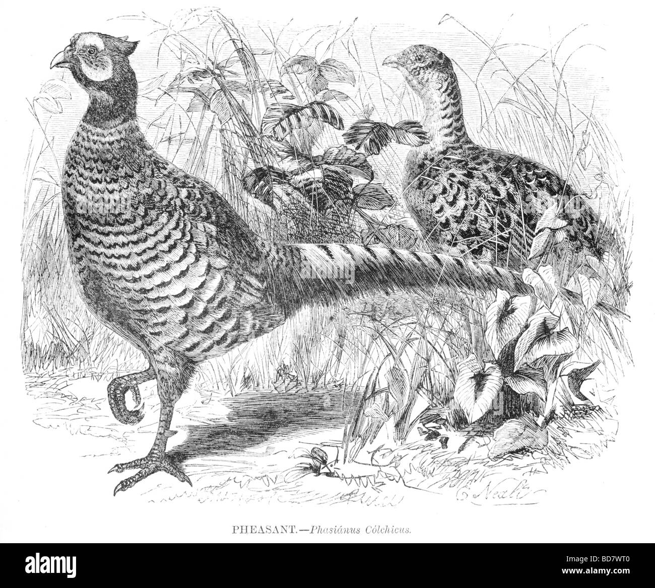 Pheasant Black and White Stock Photos & Images - Alamy