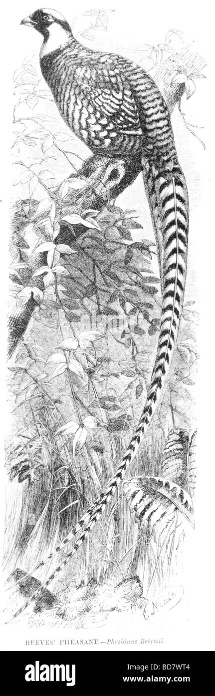 Pheasant skeleton hi-res stock photography and images - Alamy