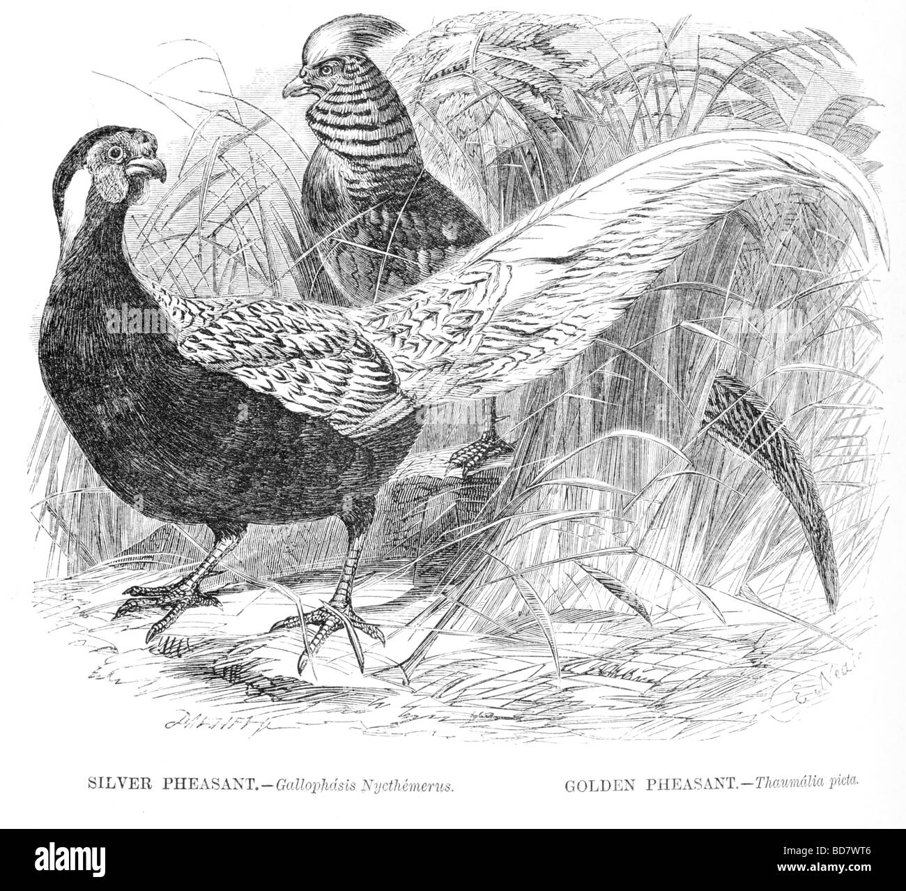 Pheasant skeleton hi-res stock photography and images - Alamy