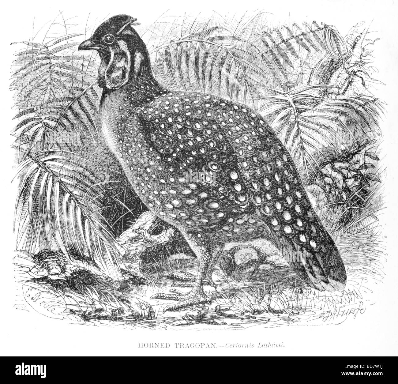 Tragopan Stock Photos & Tragopan Stock Images - Alamy