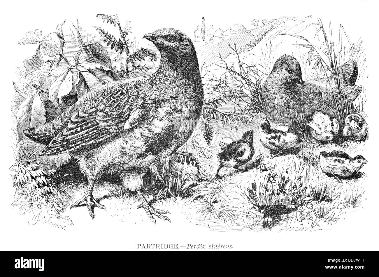 White partridge image Black and White Stock Photos & Images - Alamy