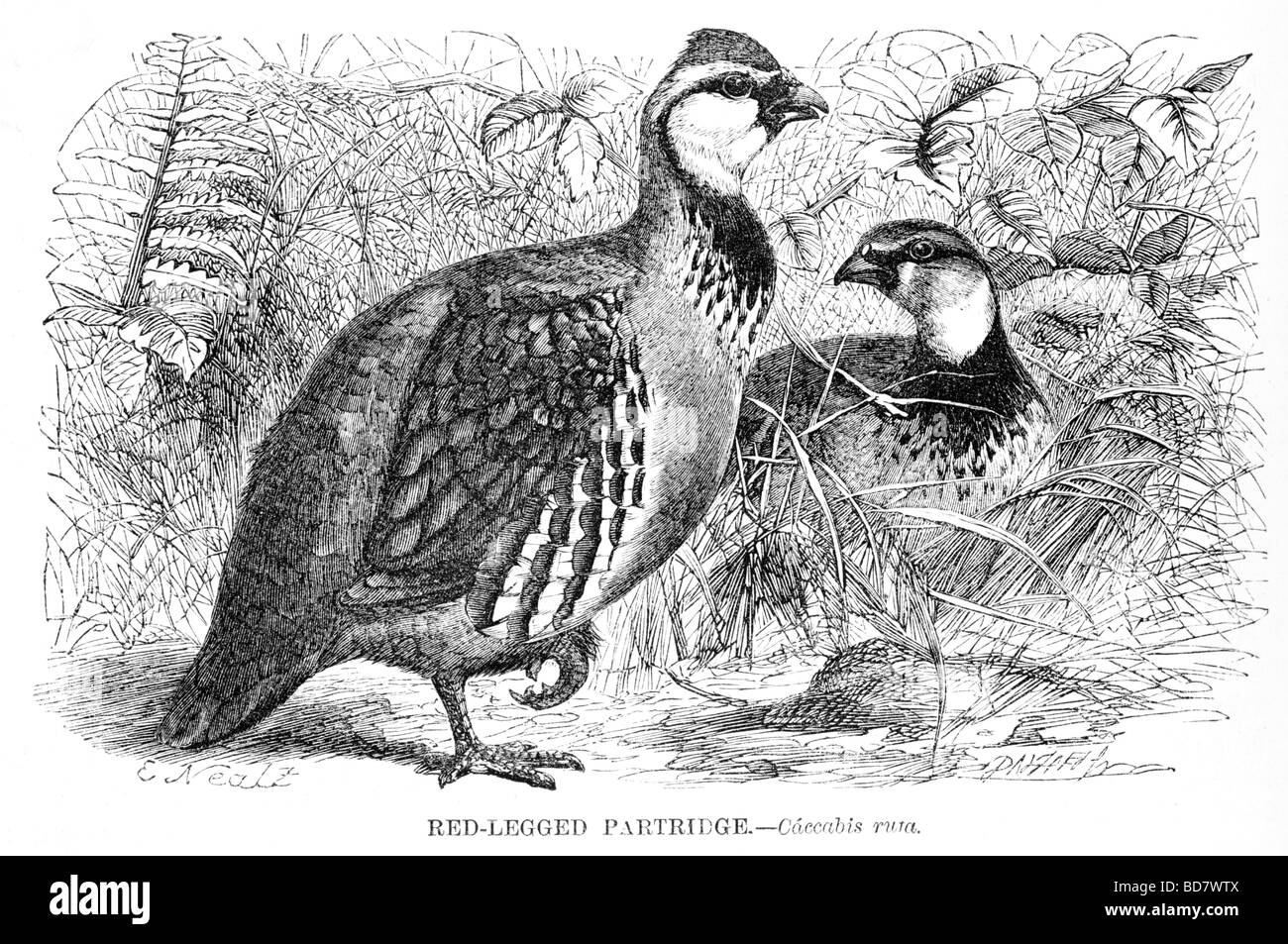 Red wing partridge Black and White Stock Photos & Images - Alamy
