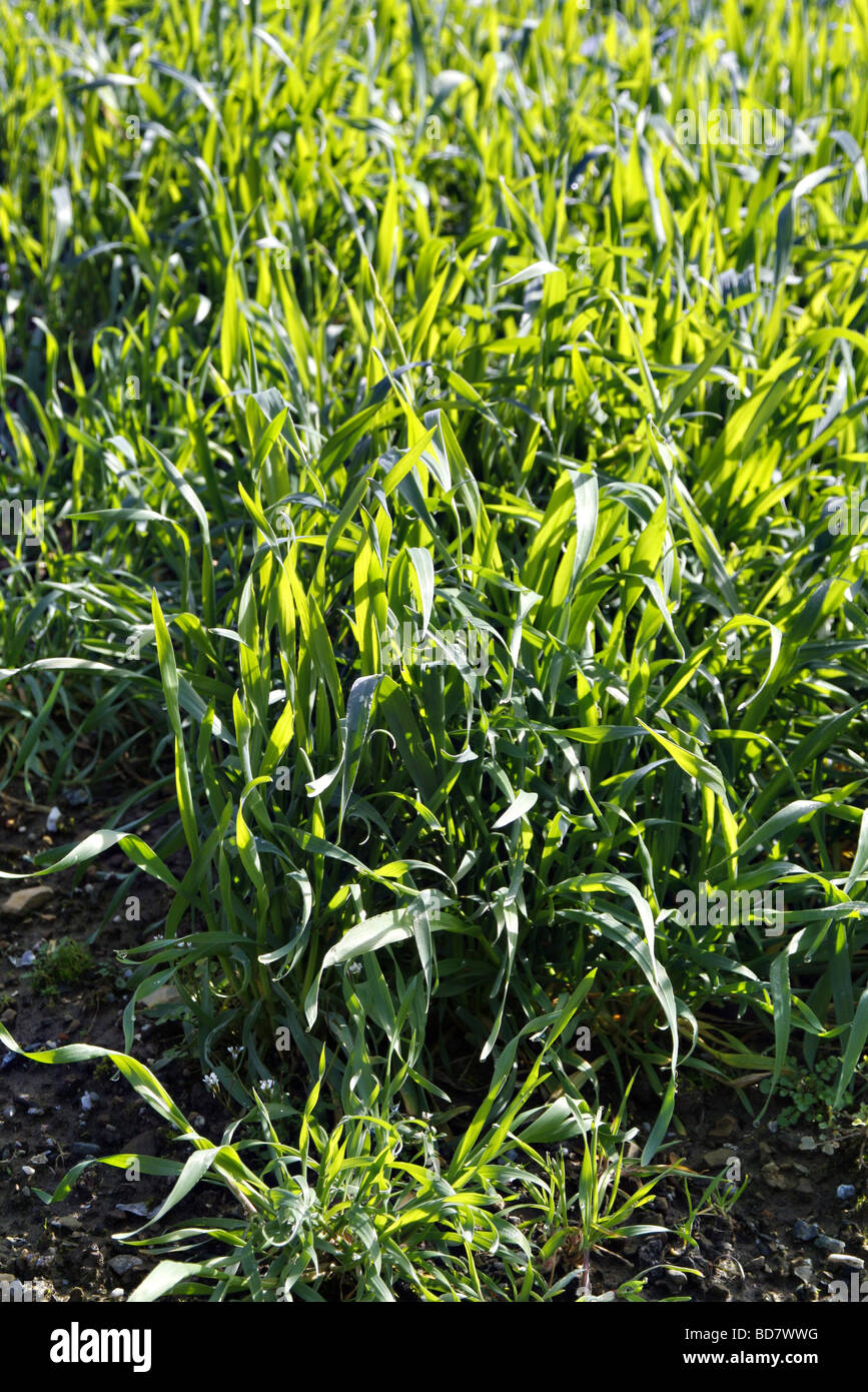 Green manure hi-res stock photography and images - Alamy