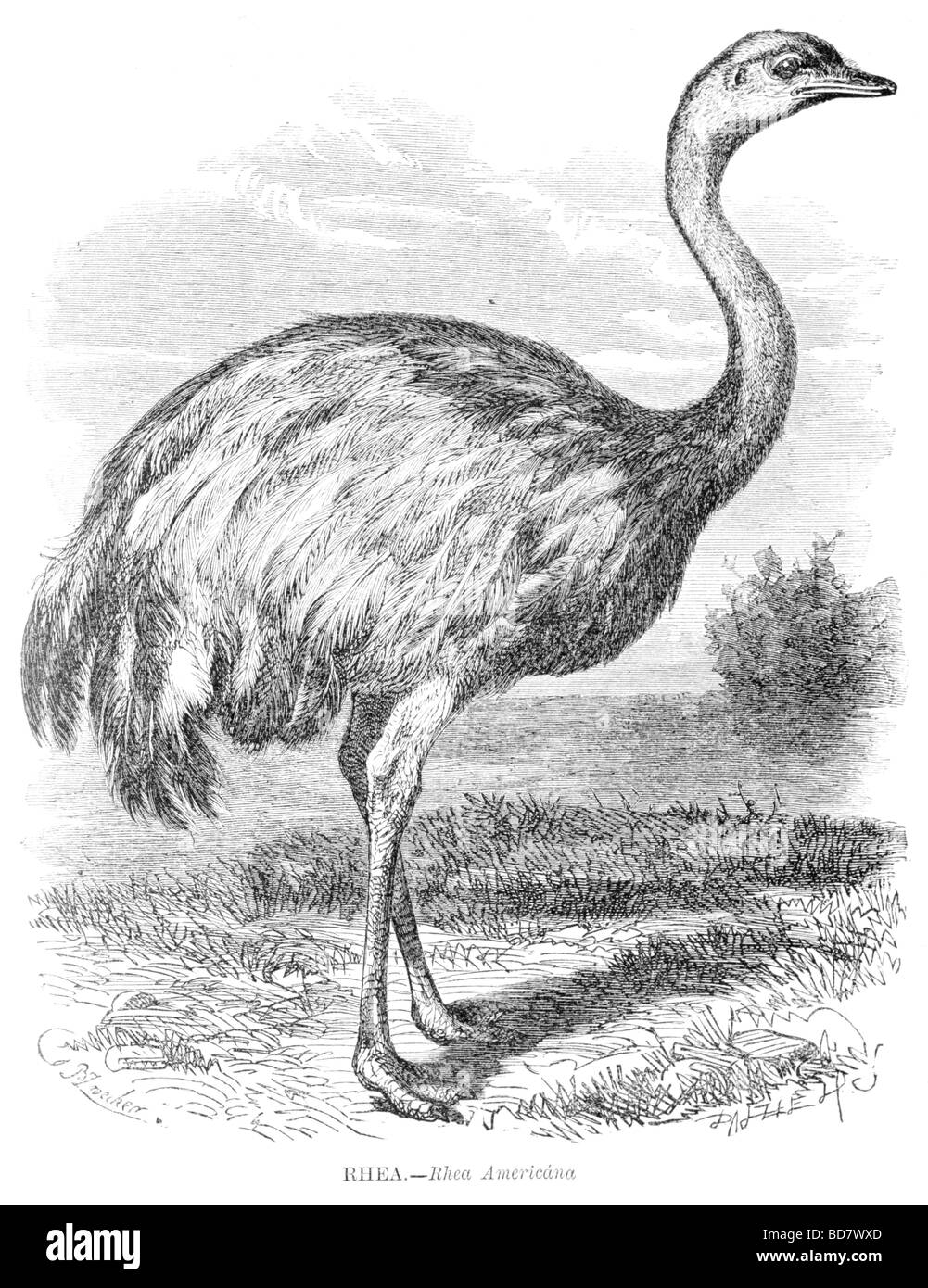 Rhea bird drawing Black and White Stock Photos & Images - Alamy