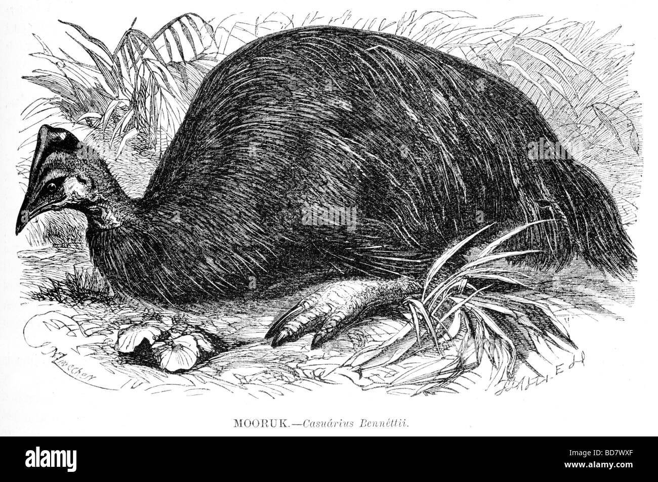 mooruk casuarius bennettii Stock Photo - Alamy